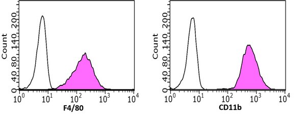 IMG Mouse Microglial Cell Line | SCC134